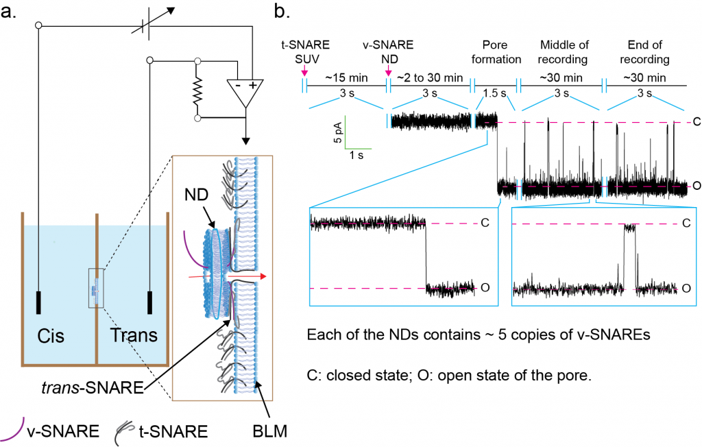 Chapman, Edwin – Quantitative Membrane Biophysics Program – UW–Madison
